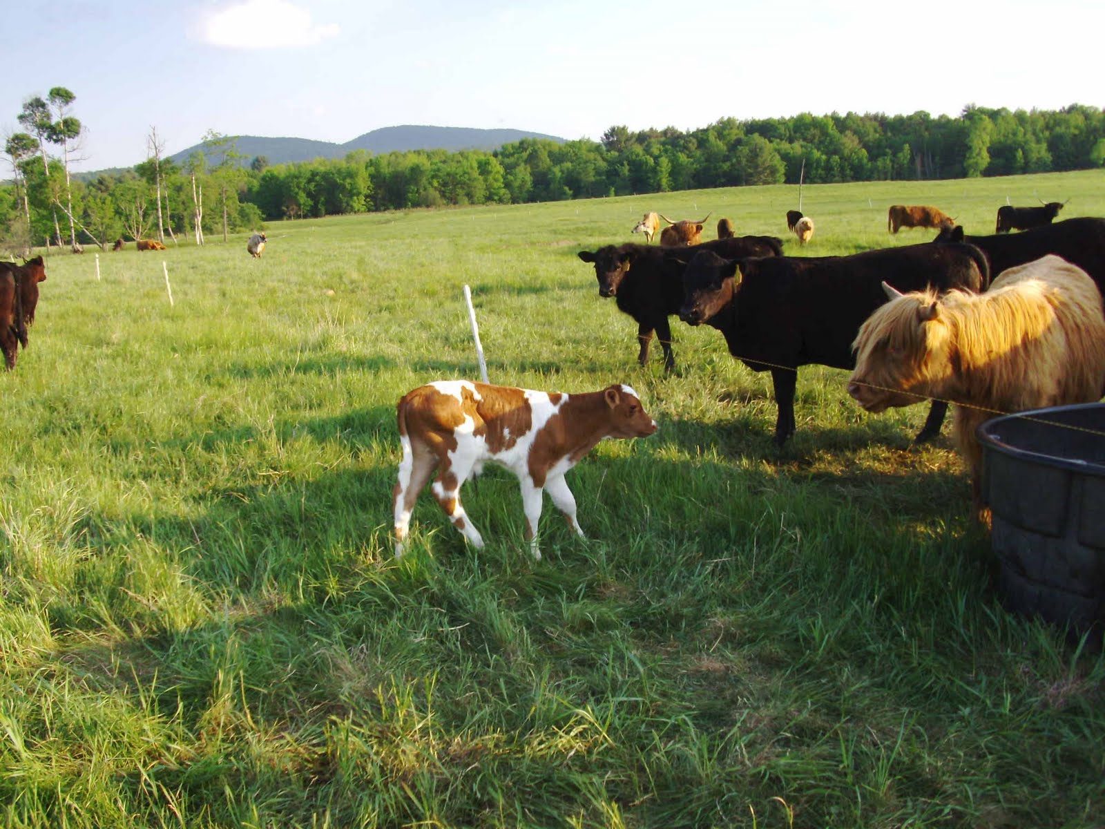 Ben Wever Farm: Mysterious happenings
