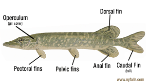 Ice Fishing For Pike ~ She's So Fly Outdoor News