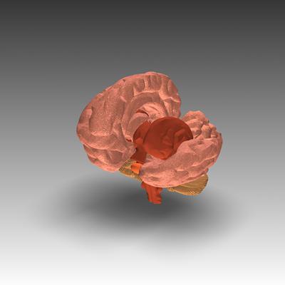 Brain 3D model of Human