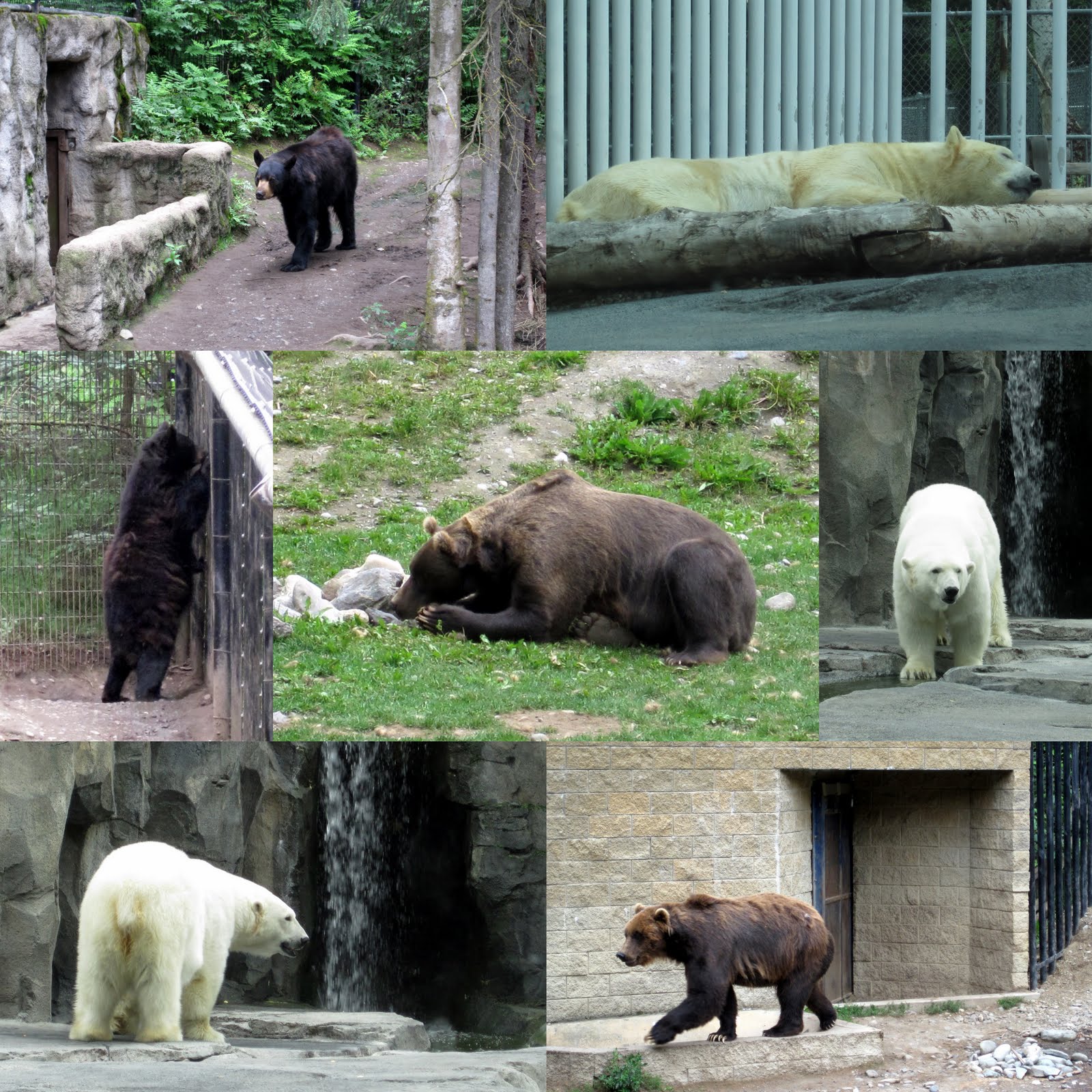 Sonidos Serranos: The Alaska Zoo