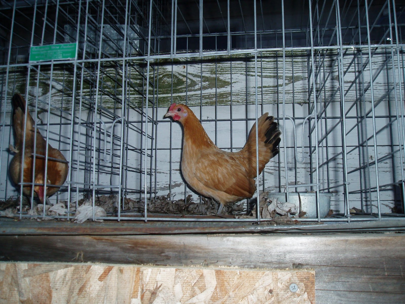K&S Waterfowl: Nankin Bantams