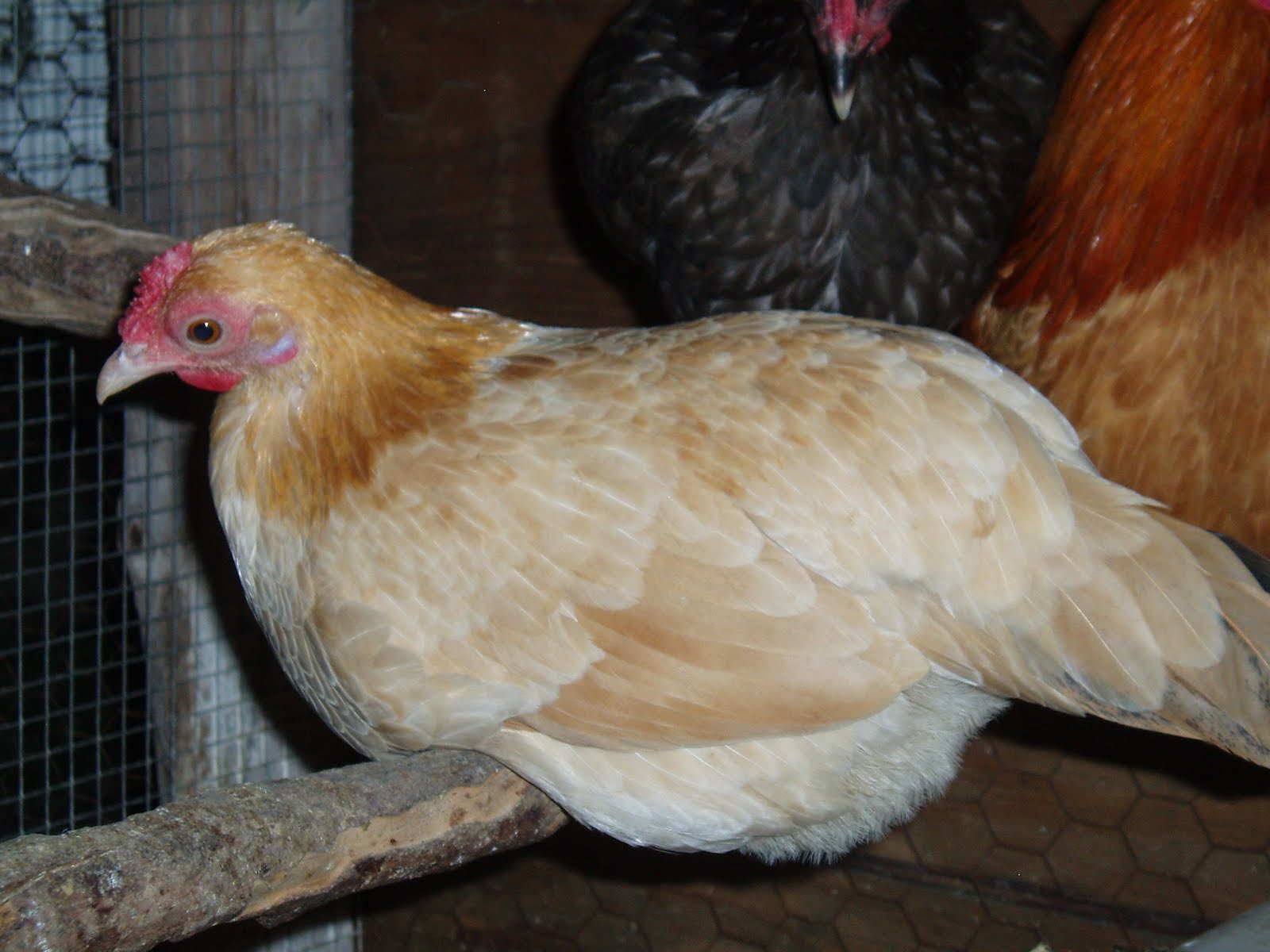 K&S Waterfowl: Nankin Bantams