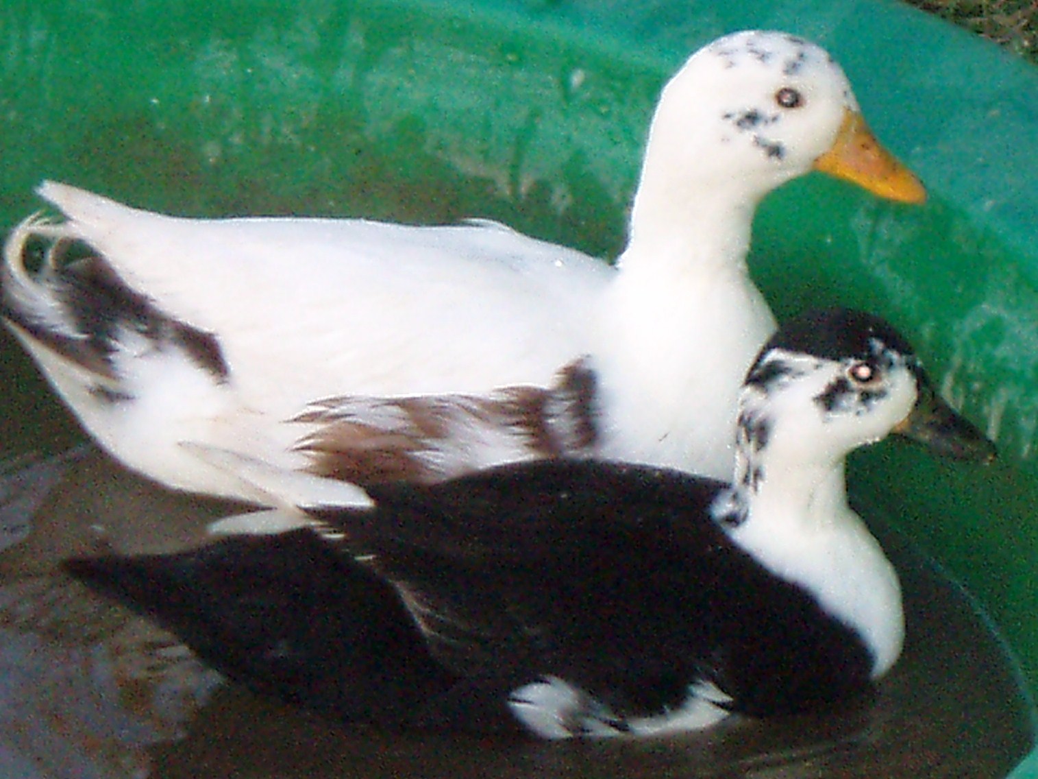 K&S Waterfowl: Project Cockerel, Nankins, New Hampshires & Call Ducks