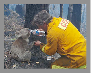 diary of a suburban gardener