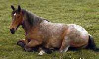 El caballo