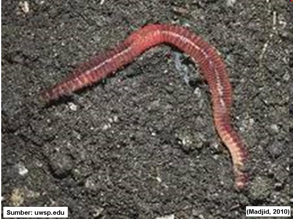 26+ Inilah Gambar Sketsa Cacing