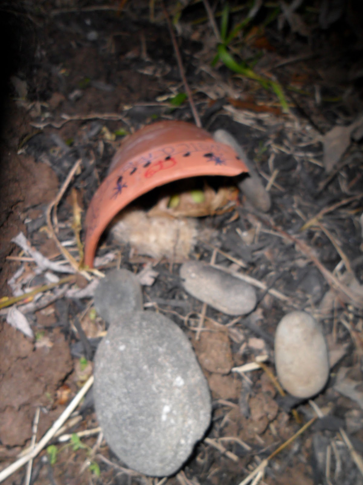 Nyack Backyard: How to Make a Toad House