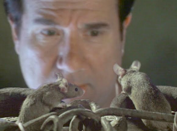 Perspective: Talking mice :)