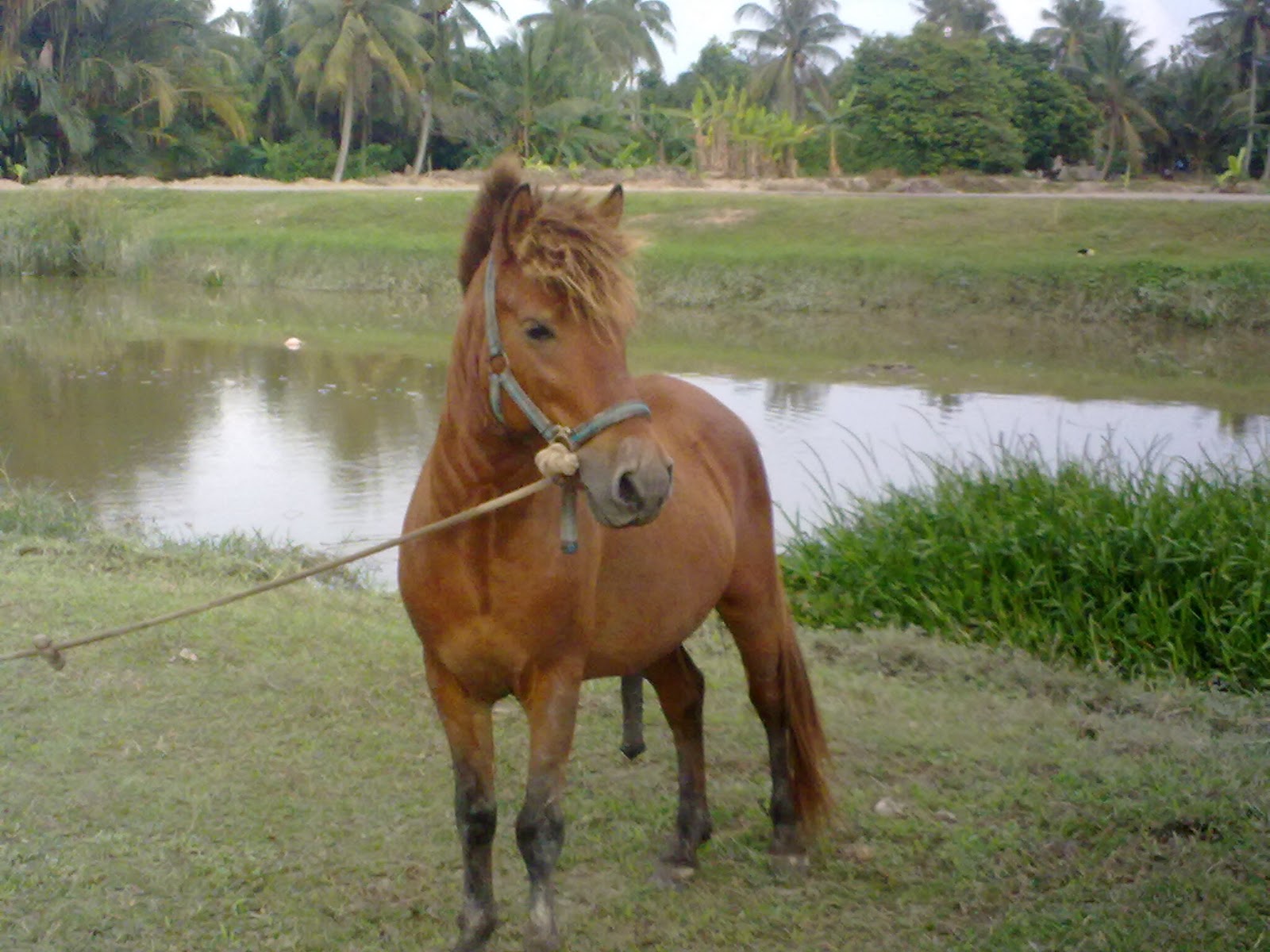 MSIBFE: Kuda & Kereta Kuda