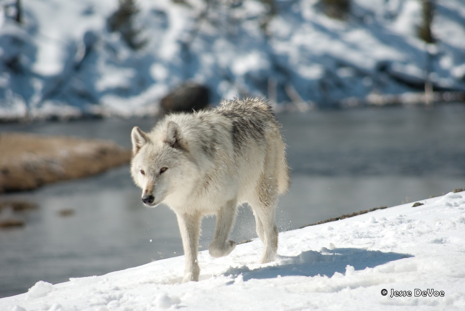 The Three Wolf-ateers