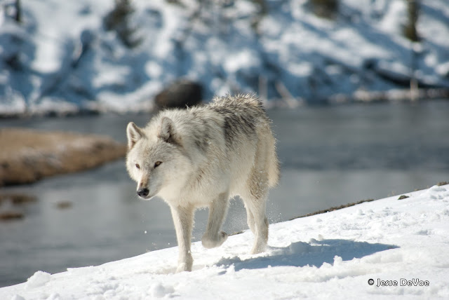 The Three Wolf-ateers