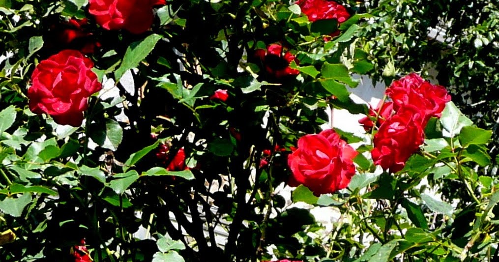 Des roses rouges | Paysages et Fleurs au fil de l'eau