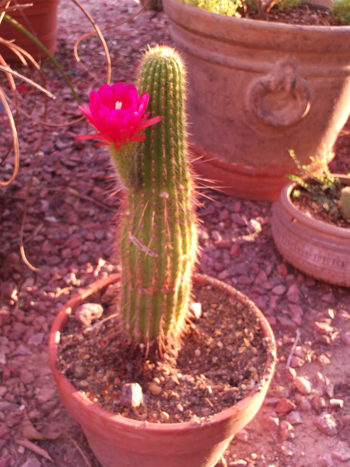 Las Aventuras: Sexy Cactus