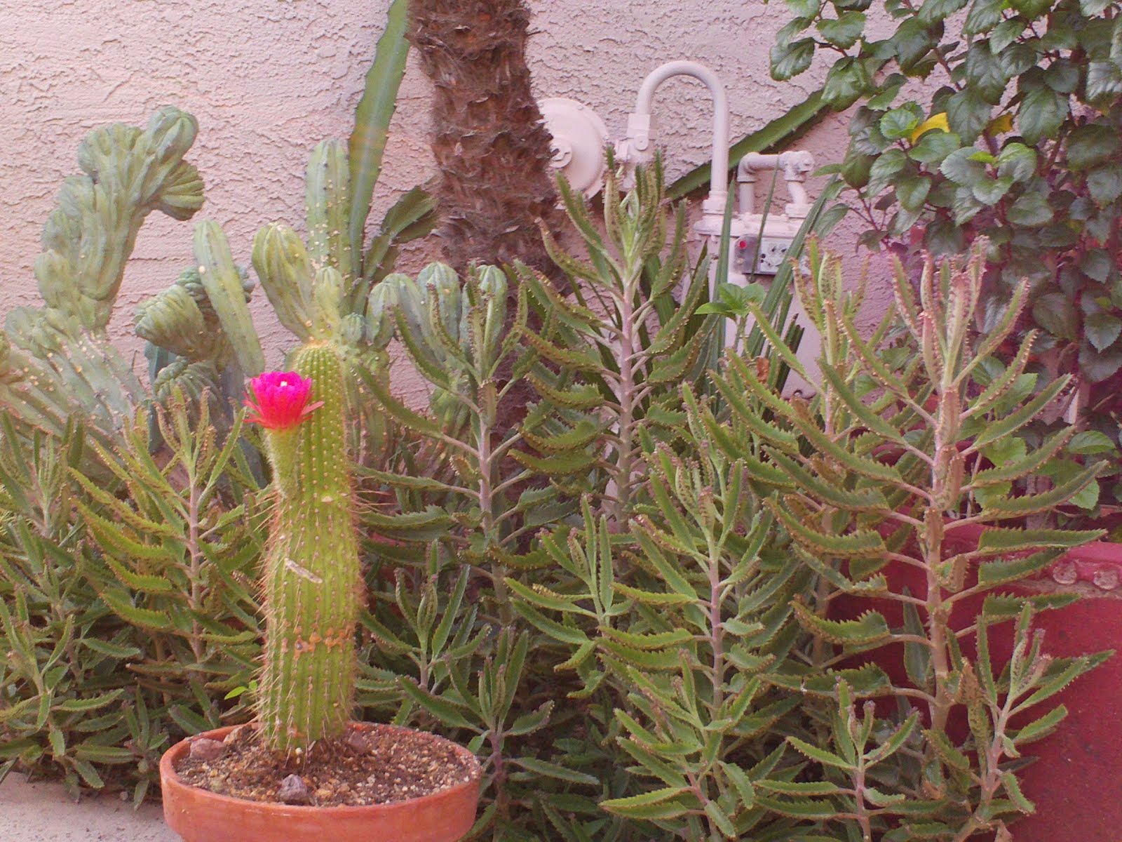 Las Aventuras: Sexy Cactus