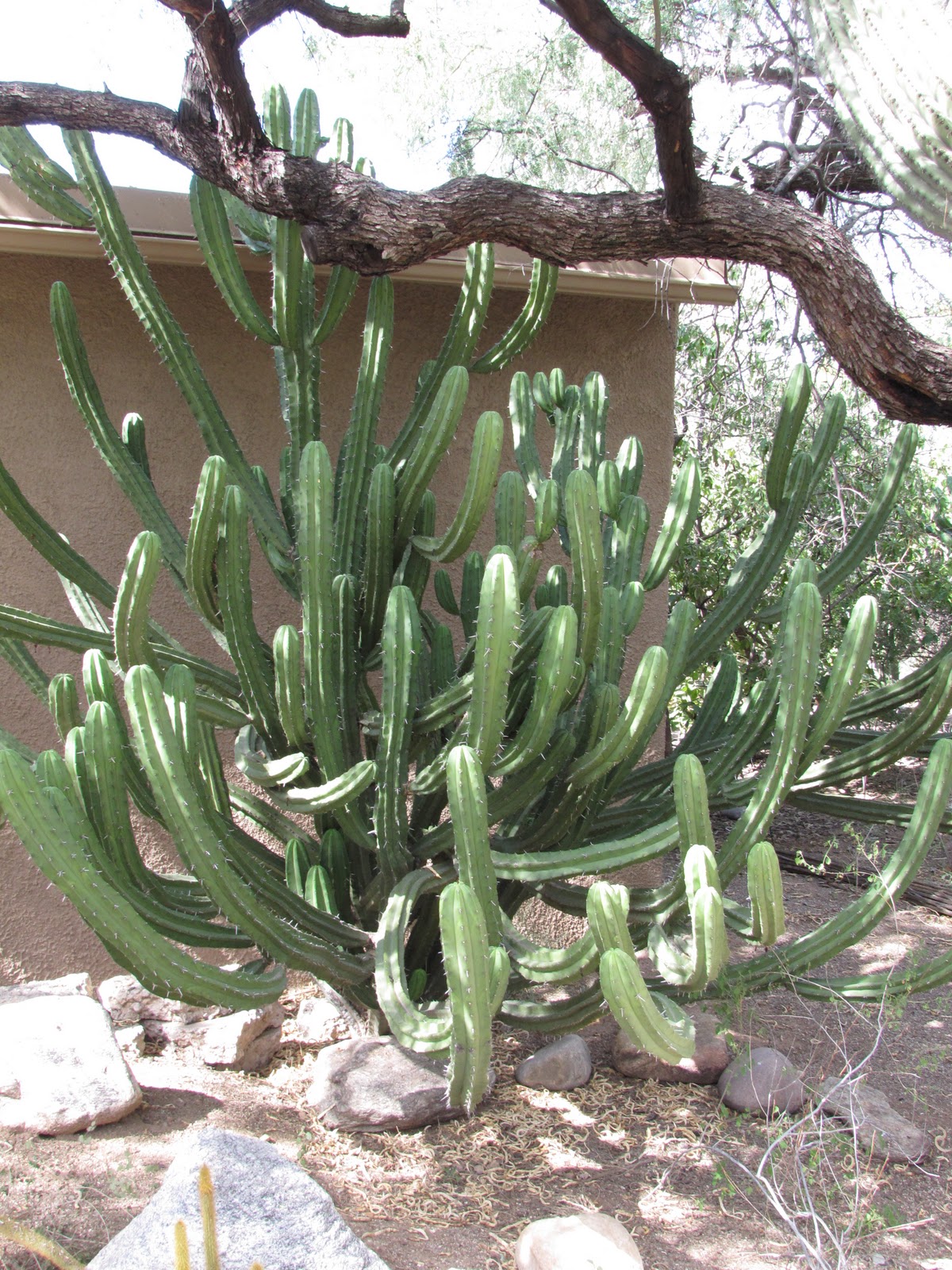 Las Aventuras: Euphorbia or Cactus?