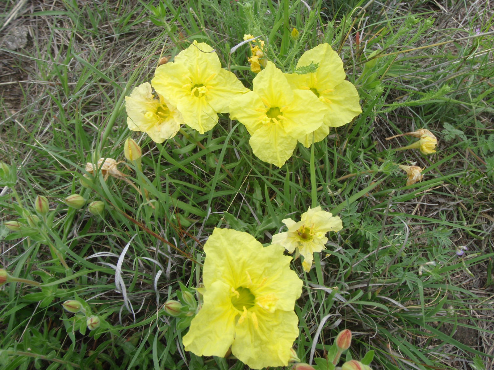 Pedal Pushers: Burma Loop