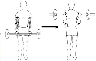 Group 4 Methods & Measurements on Pulling a Spring: Muscular Contraction