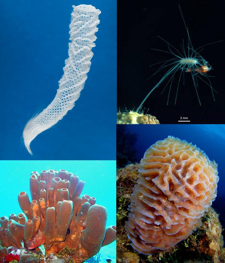 Nicobola: Biologie animale, zoologie: Les spongiaires