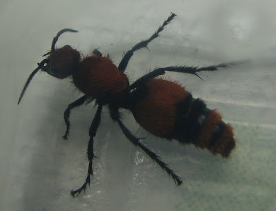 Encyclopedian Dictionary ( Red Velvet ) Dasymutilla occidentalis: Red ...