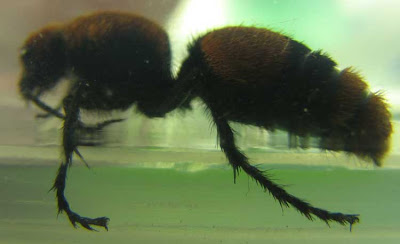 Encyclopedian Dictionary ( Red Velvet ) Dasymutilla occidentalis: Red ...