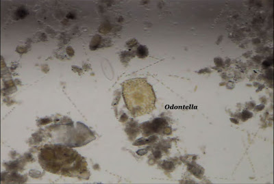 Encyclopedian Dictionary ( Odontella )