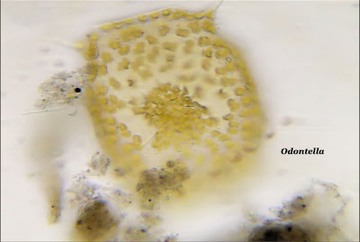 Encyclopedian Dictionary ( Odontella )