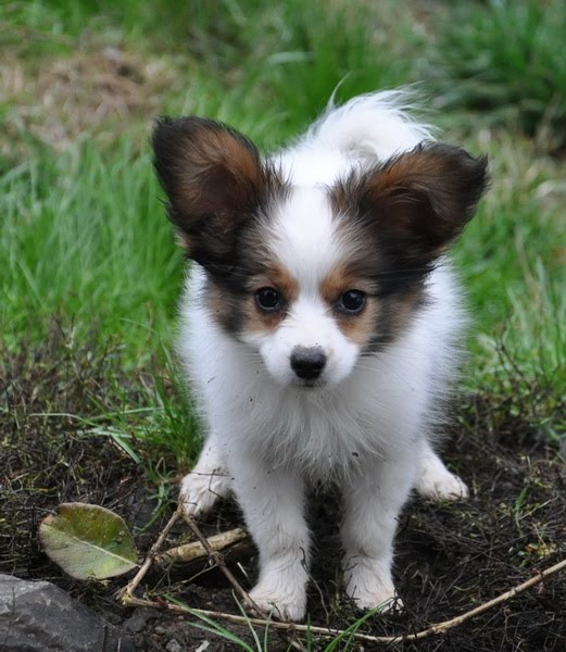 Road's End Papillons : Papillon Hair Growth