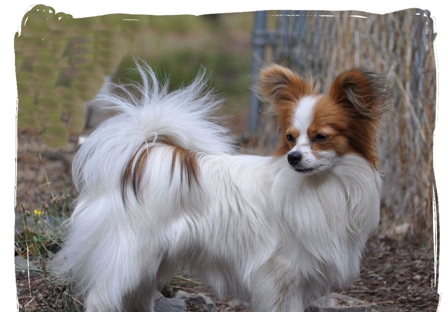 Road's End Papillons : Papillon Hair Trimming