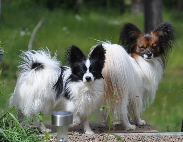 Road's End Papillons : Papillon Breed Standard