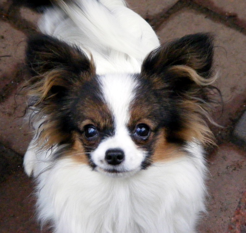 Road's End Papillons : Papillon- Ear Fringe Development