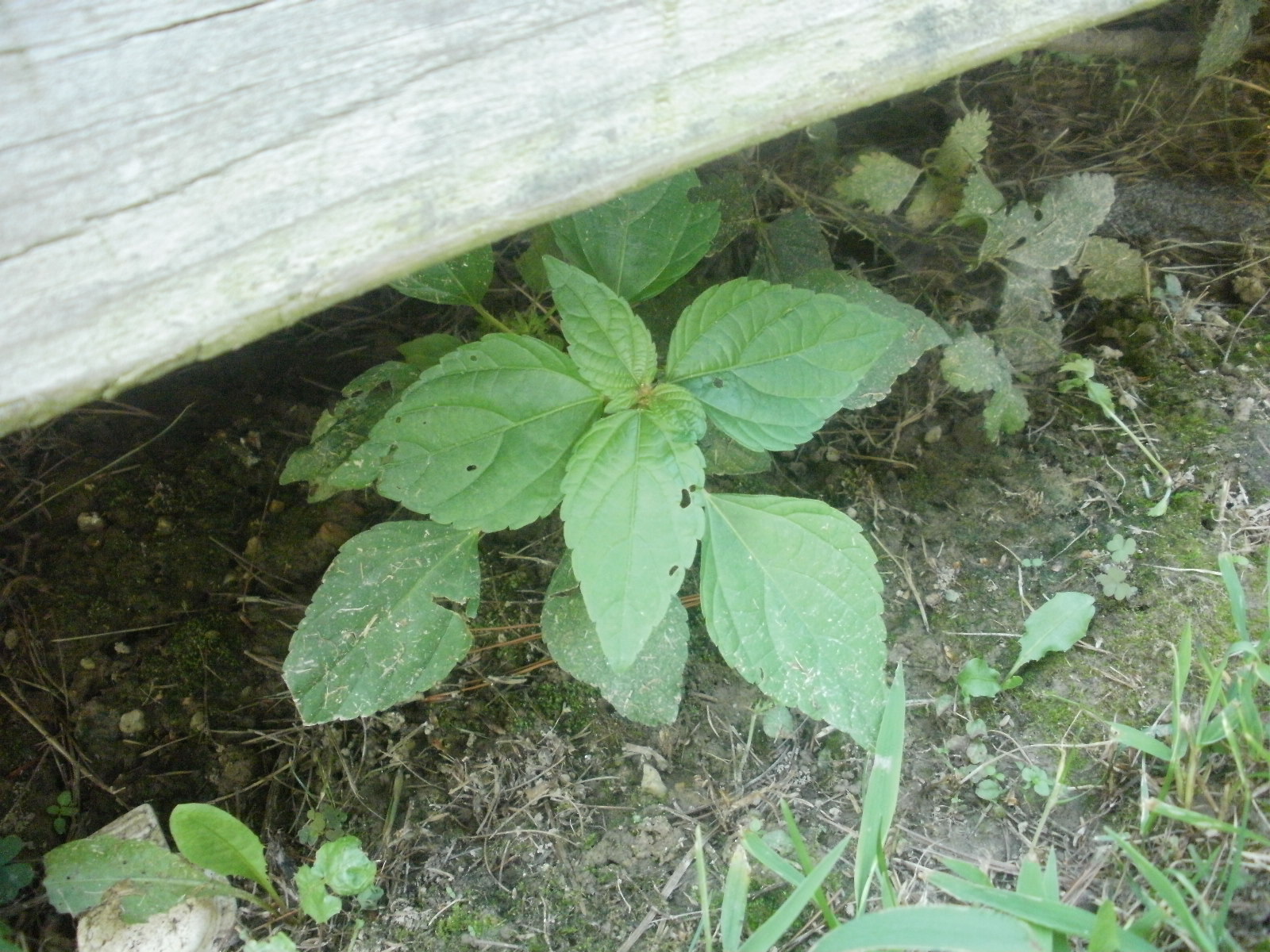 The Vegan Mocha Angel: Indentifying Wild Weeds