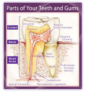 Tooth & Gums: Parts of the Teeth