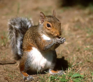 UW Resident Squirrels: Squirrels of the UW: the Adaptable Eastern Gray