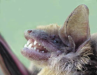 The Green Planet: Big Brown Bat (Eptesicus fuscus)