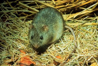 The Green Planet: Marsh Rice Rat (Oryzomys palustris)