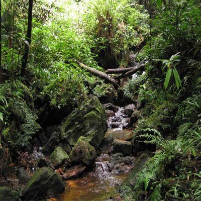 LASSANA SRI LANKA ( Paradise Island of Indian Ocean): sinharaja Rain Forest