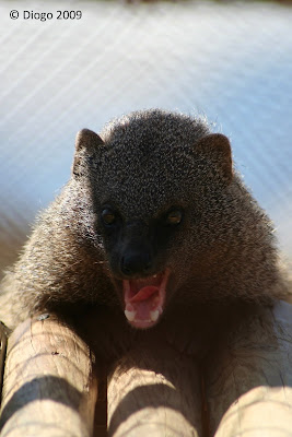 Saca-rabos (Herpestes ichneumon) ~ Diário Fotográfico