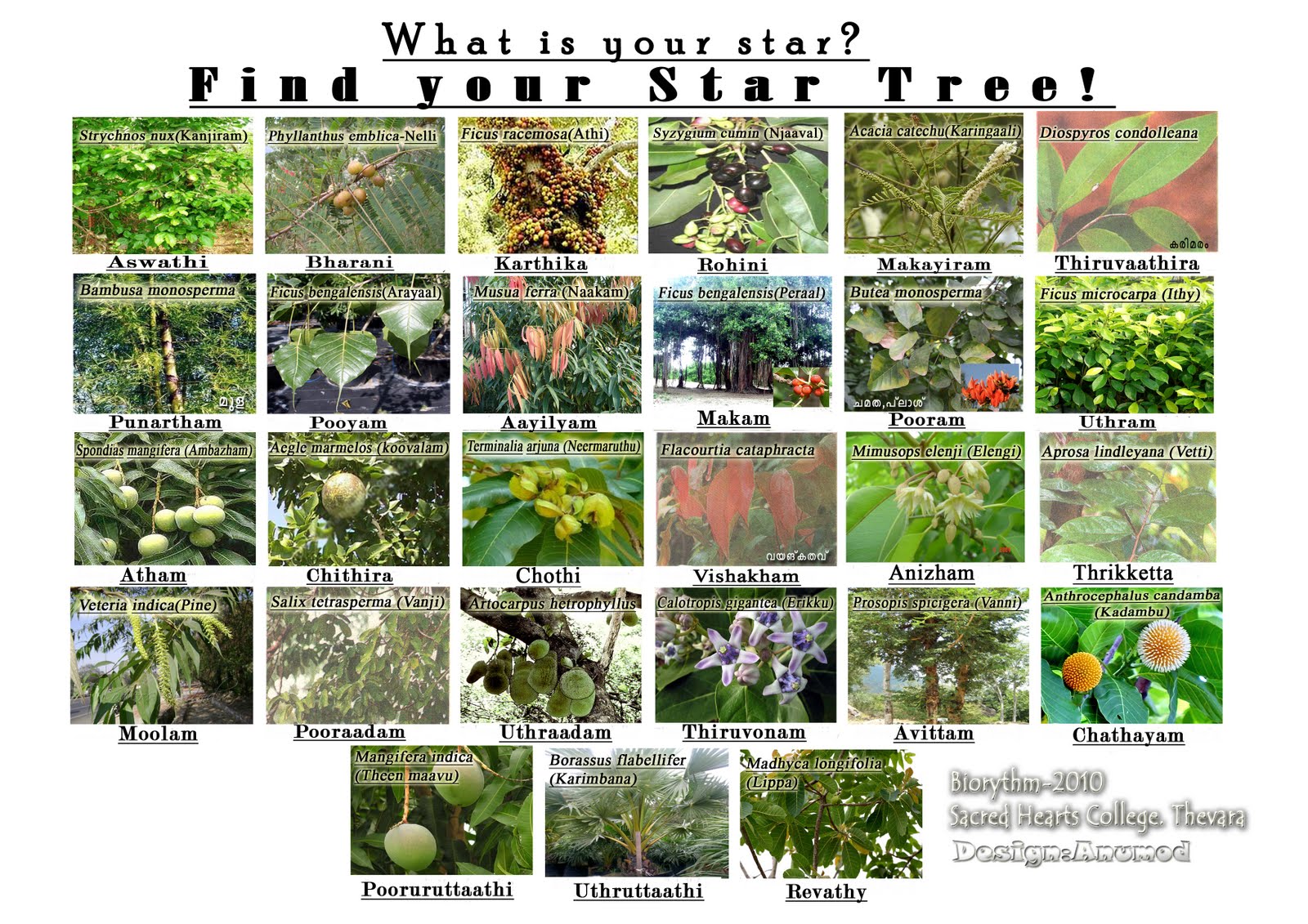 Anu Illath: Star Trees and Dasapushpam / ദശപുഷ്പ്പം