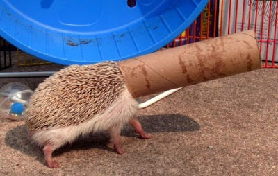 Fun for U !: Funny hedgehog