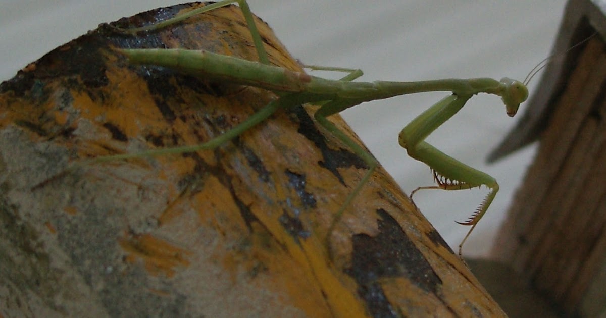 Terrell Texas Daily Photo: Terrell Critters - Praying Mantis