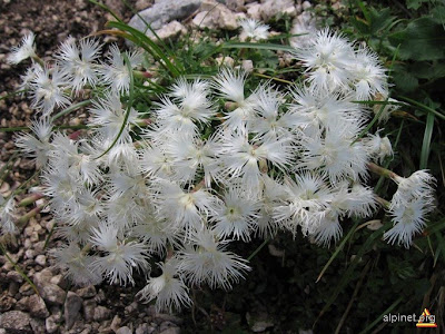 Unique plants from Romania (Part 3) | True Romania