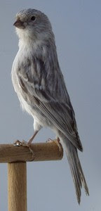 canarios belgas o melhor dos canarios belgas para vcs: Higiene