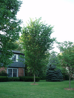 The Princeton American Elm: Princeton American Elms from Around the ...