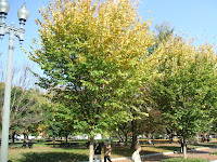 The Princeton American Elm