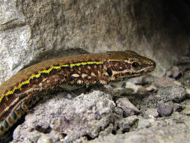 The Natural Stone: Ventnor Wall Lizards