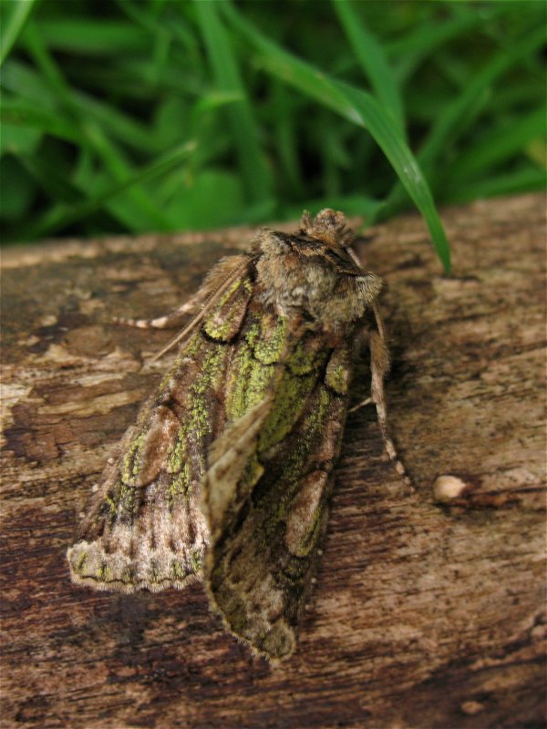 The Natural Stone: Autumn Moths