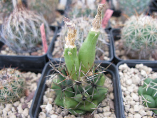 Coryphantha: Coryphantha robustispina ssp.scheeri