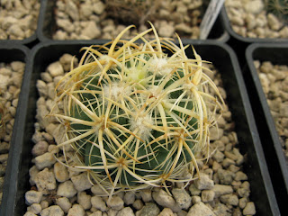 Coryphantha: Coryphantha retusa