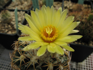 Coryphantha: Coryphantha retusa