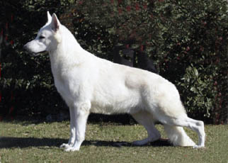 Huurhun Dog :D: German Shepherd ANGILAL 2